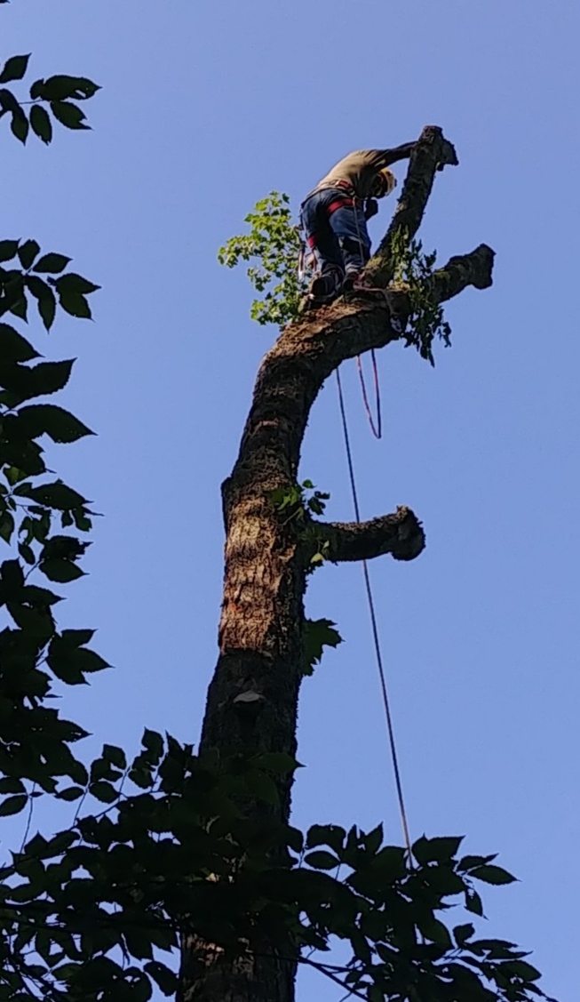 Contact – KB Tree Services